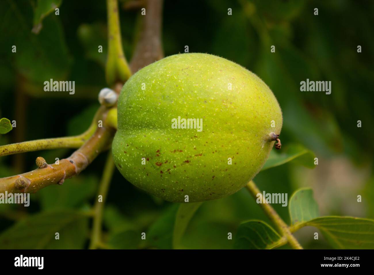Madeira walnut tree hi-res stock photography and images - Alamy