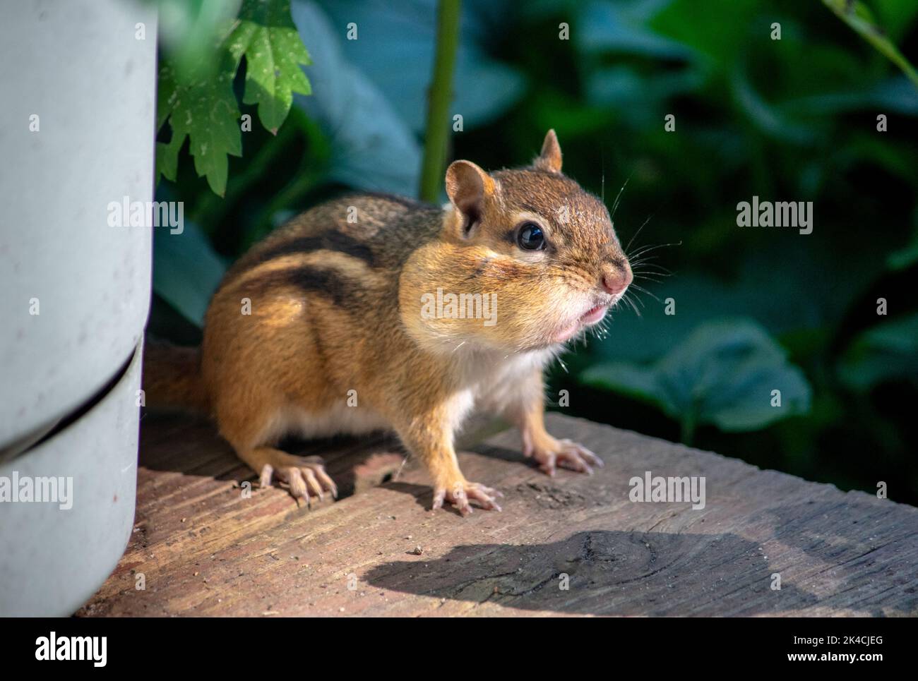 chubby chipmunk with cheeks full of seeds, hides among the potted plants on the wood dec Stock ...