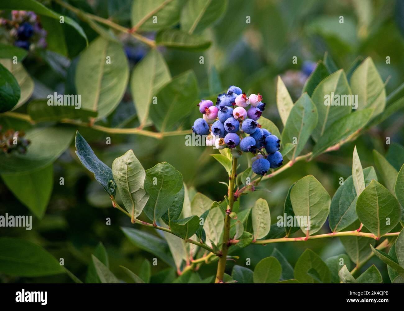 Sweet blueberries ripen on bushes in this large fruit orchard Stock ...