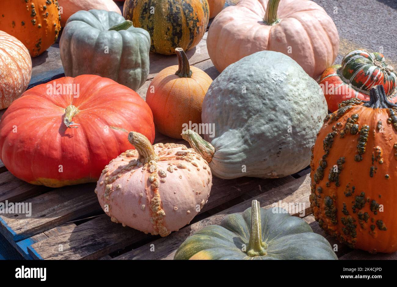 Short, fat, smooth or bumpy; fun shapes in gourds and pumpkins for fall ...