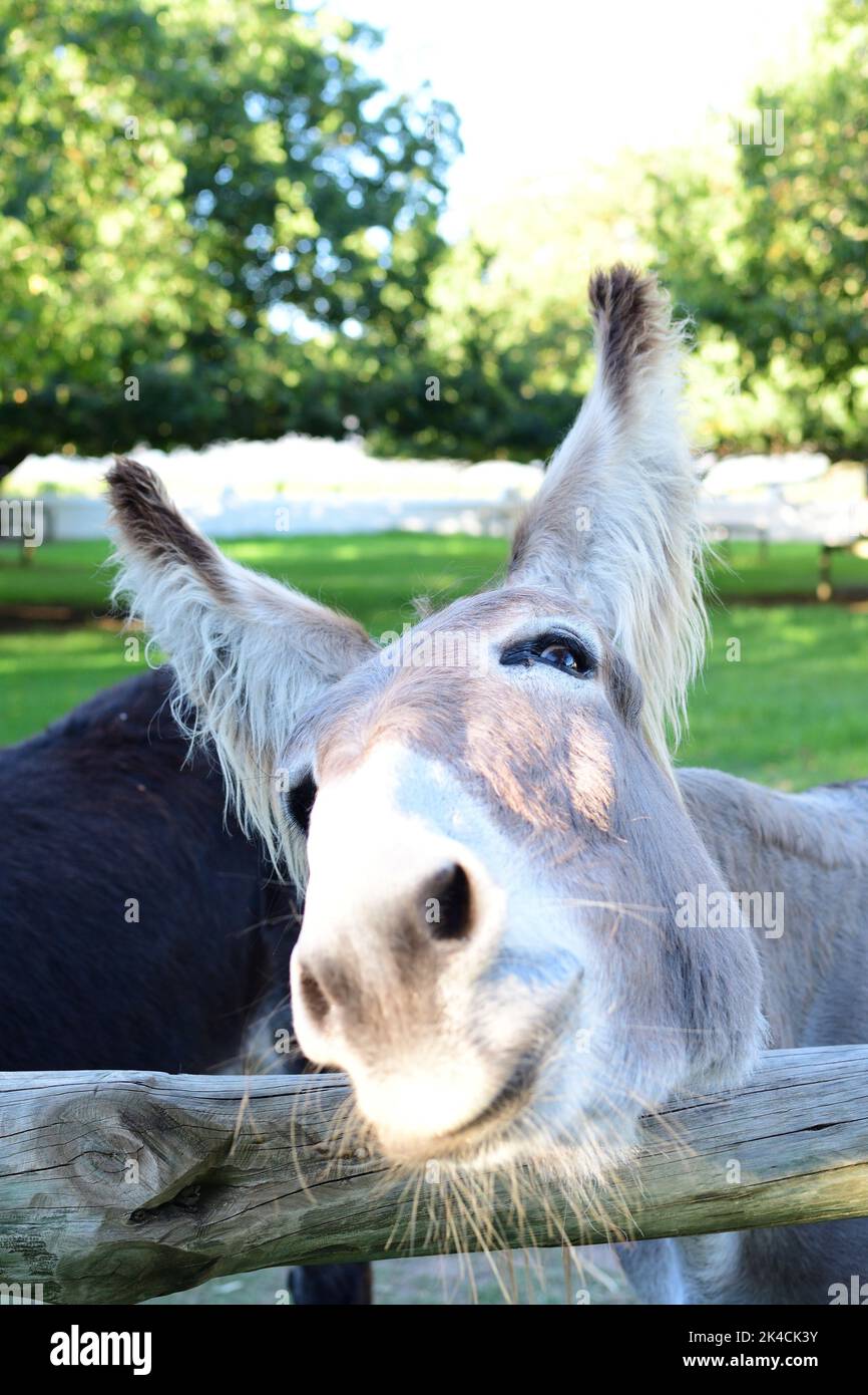 A vertical shot of an Irish donkey face Stock Photo - Alamy