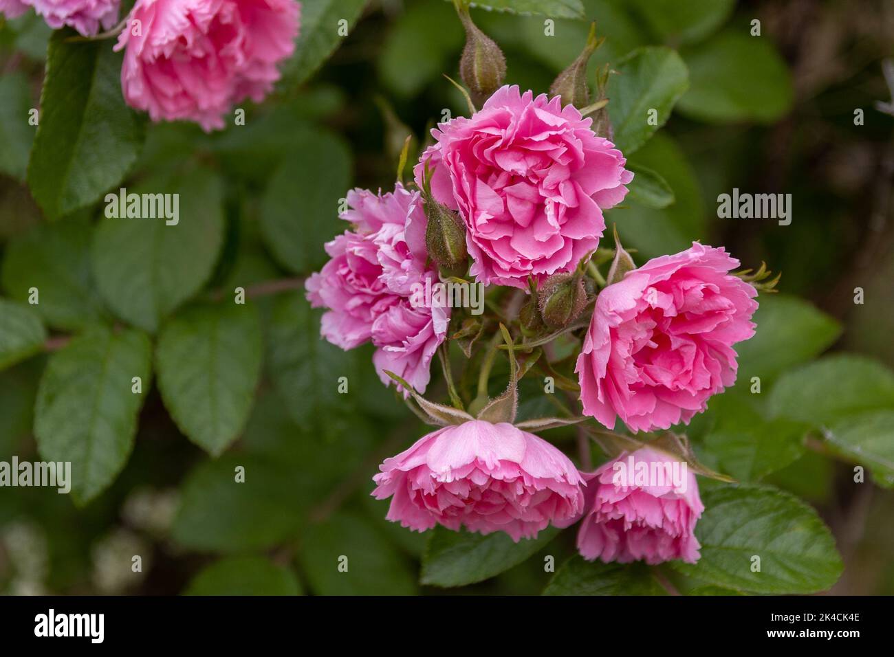 Rose pink grootendorst hi-res stock photography and images - Alamy