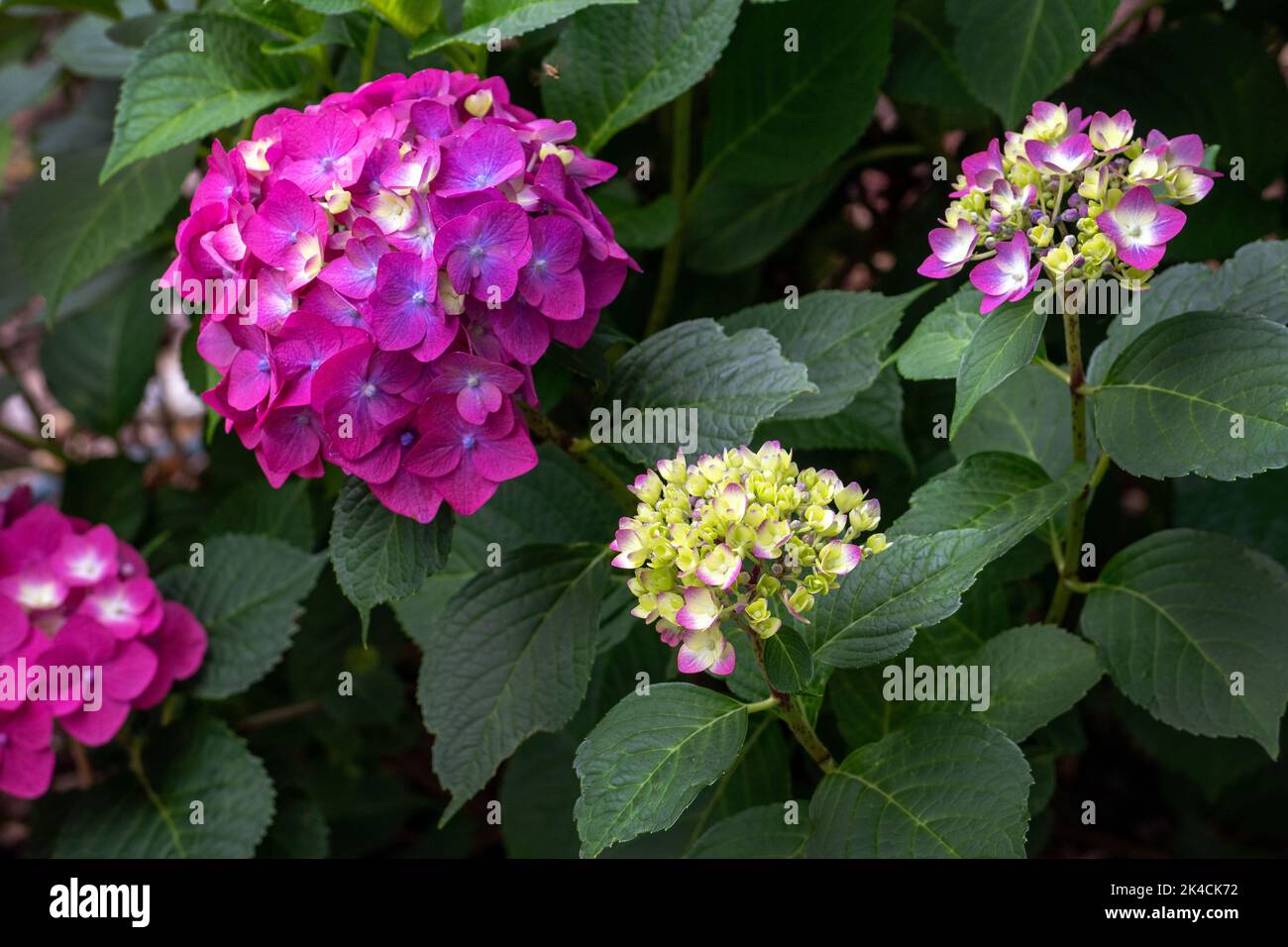 Lovely Hydrangea flowers bloom from just starting to open, to totally full and mature. yet ...