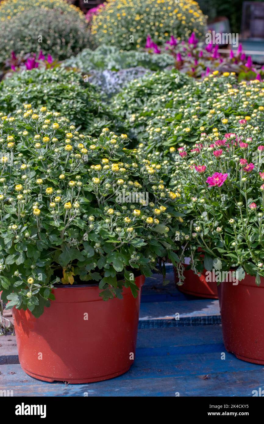Potted mums in a variety of color. are sold at a farm market in ...