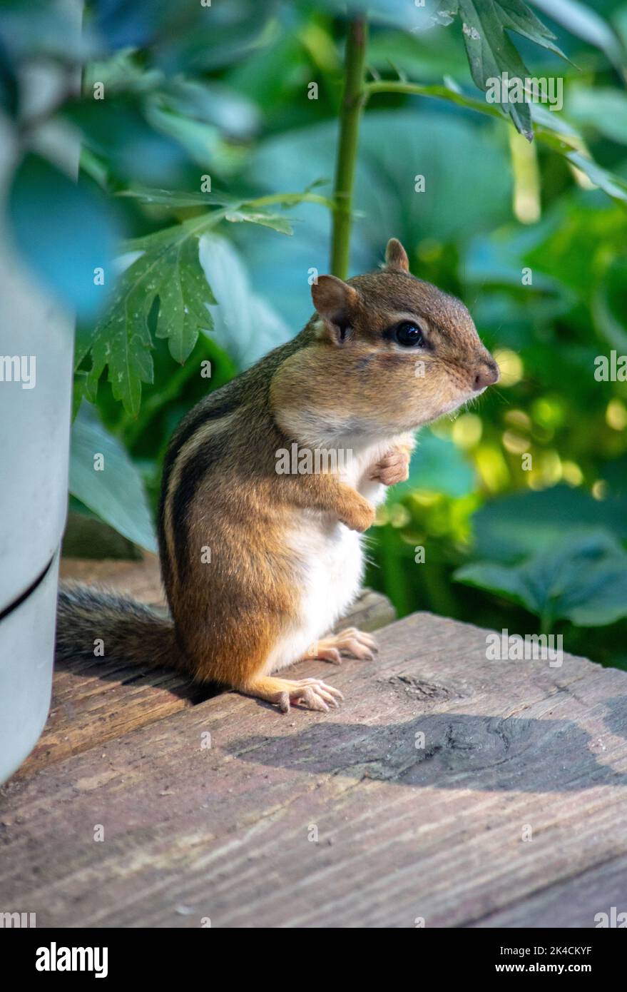 A chipmunk stands quiet but alert, as she hides in the shadows on a ...
