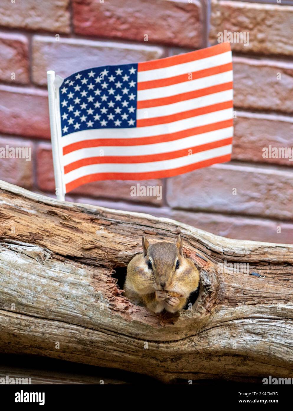 A north American chipmunk nibbles on nuts under an American flag Stock Photo - Alamy
