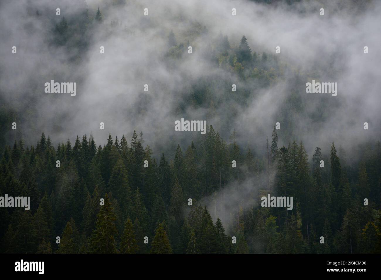 Pine trees in a foggy environment Stock Photo - Alamy