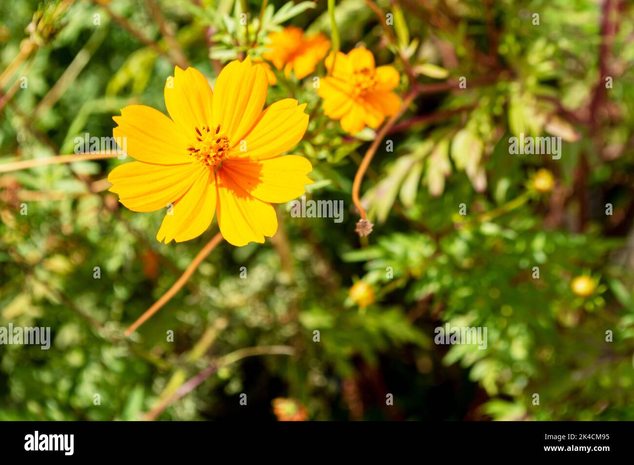 Annual herbaceous plant, erect and very branched. Bidens sulphurea ...