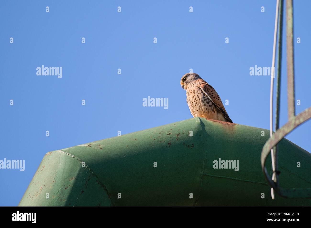 A little falcon sitting on silo Stock Photo - Alamy