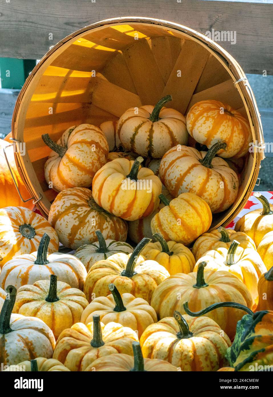 Orange squash vegetable hi-res stock photography and images - Alamy