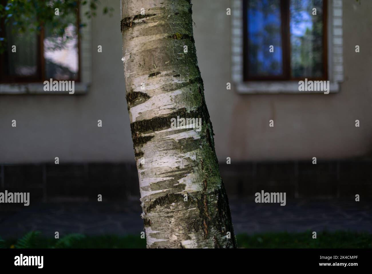 The close-up view of a tree bark before the building facade walls with ...