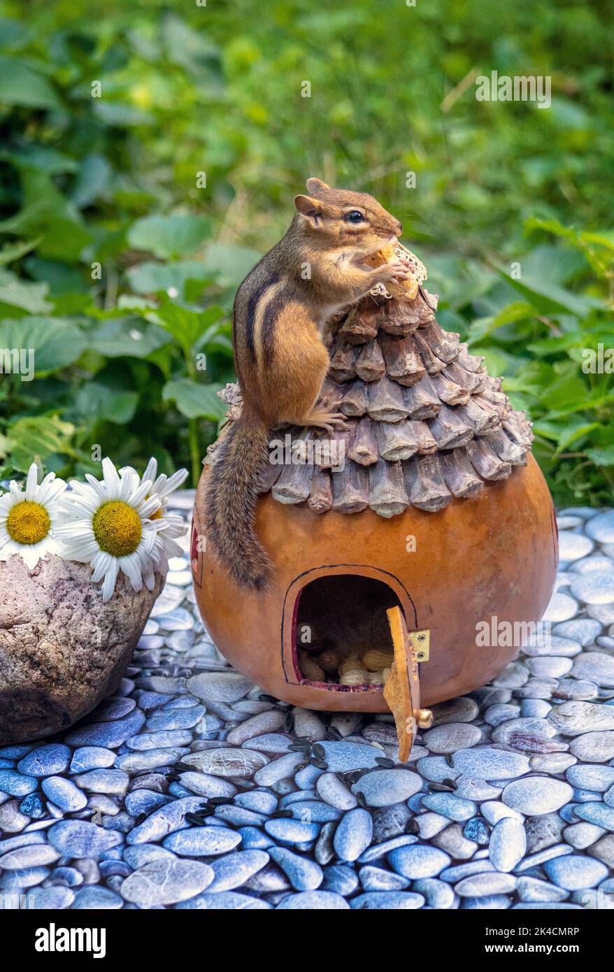cute chipmunk stands on the top of a fairy house for a higher view, in ...