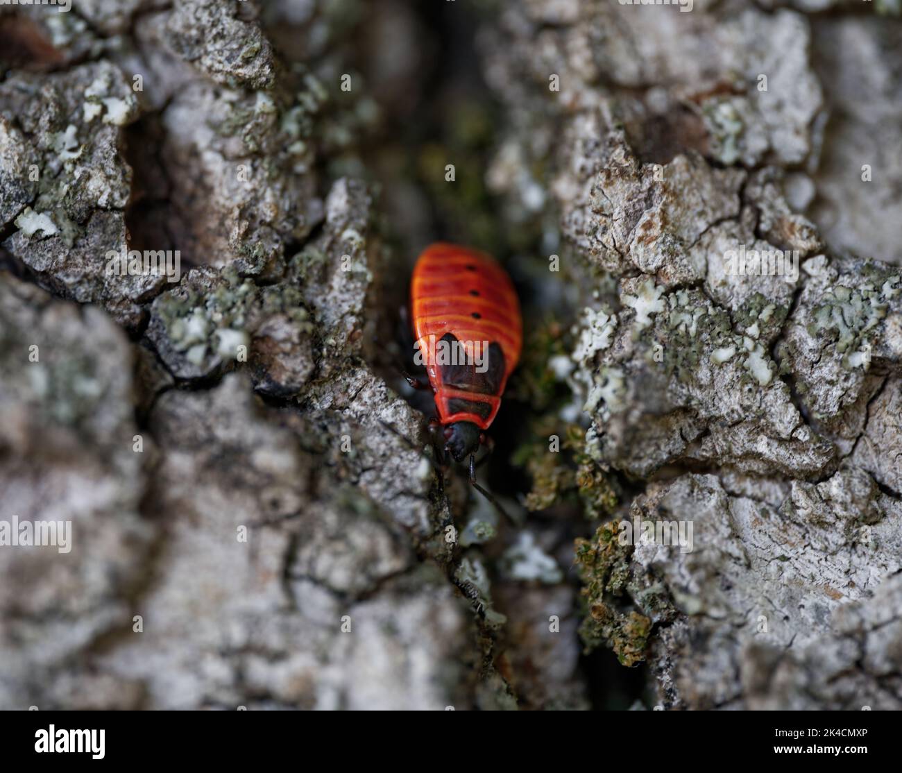 A macro of a firebug between rocks Stock Photo - Alamy