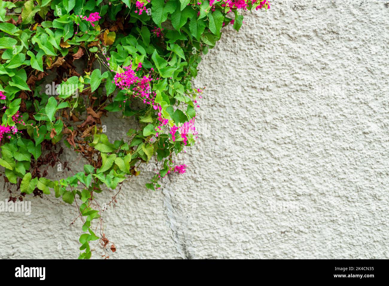 Antigonum Leptopus. Advertising space. Pink Love Agarradinho creeper ...