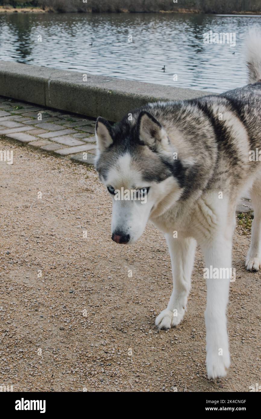 siberian husky dog by lake with Stock Photo - Alamy