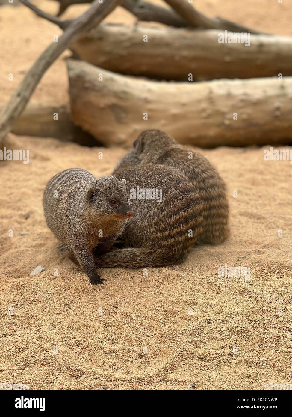 A vertical shot of a group of cute little banded mongooses playing in ...