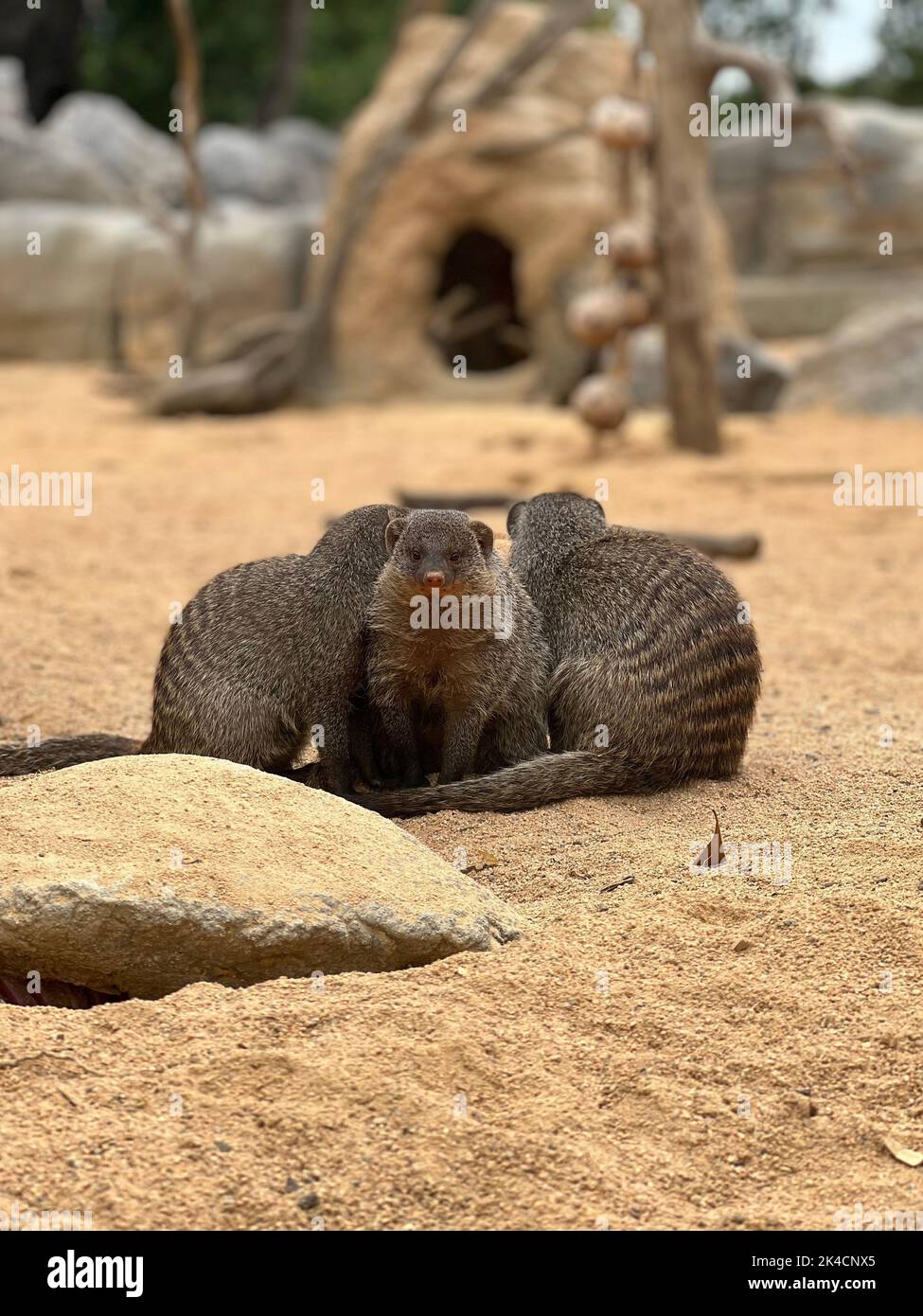 A vertical shot of a group of cute little banded mongooses playing in ...