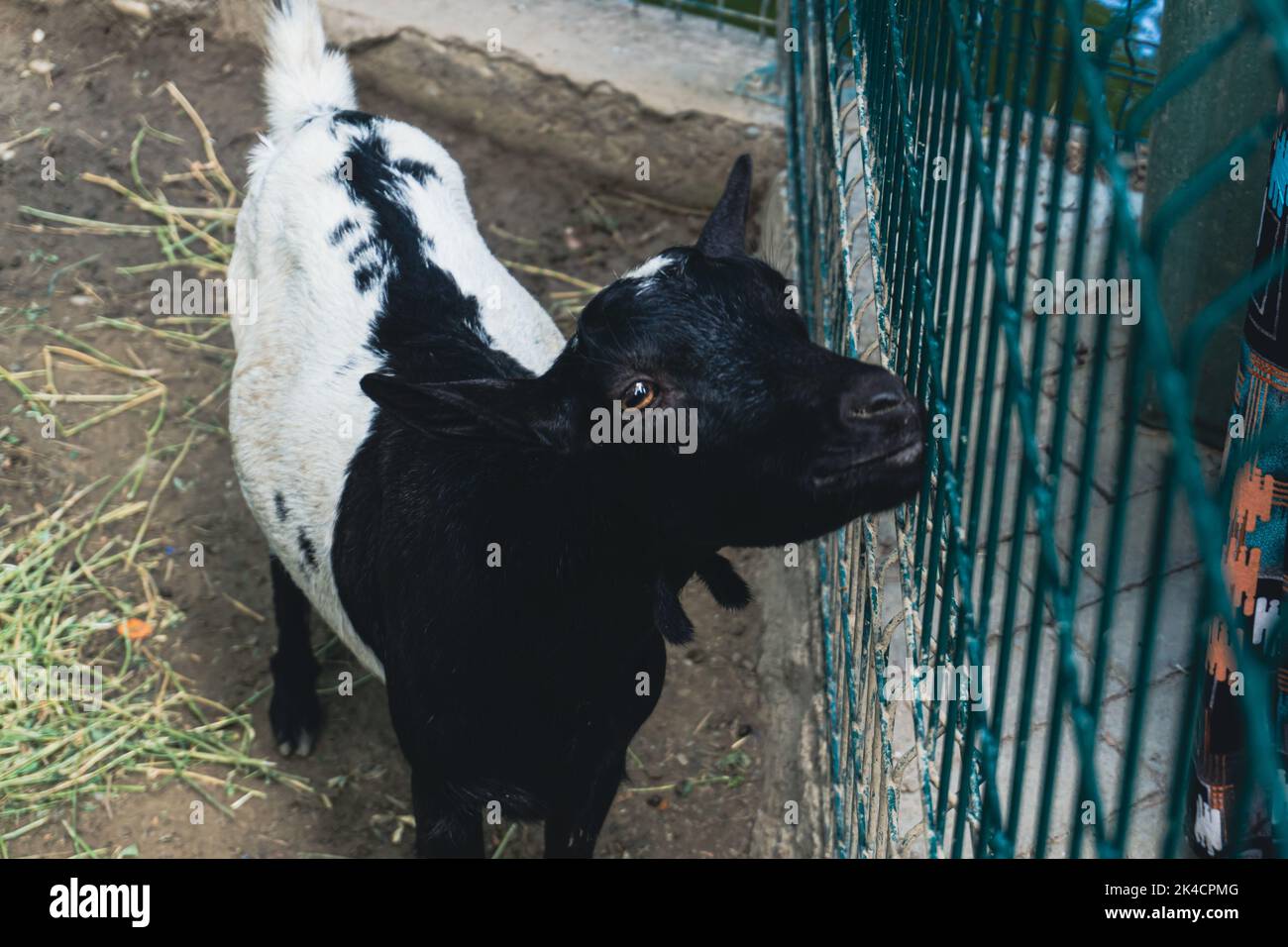 A high-angle of a white and black domestic goat looking with a chin up ...