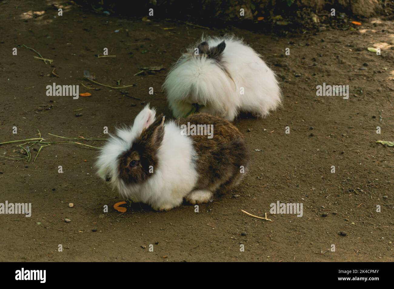 Rabbits on the ground hi-res stock photography and images - Alamy