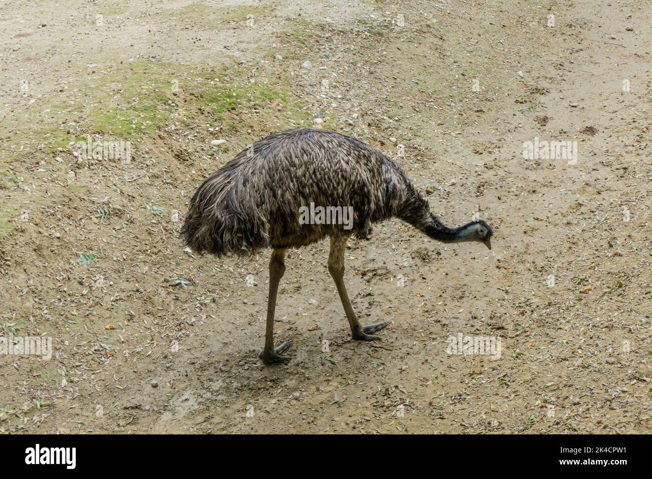A high-angle rear view of Emu walking on the ground with neck down ...