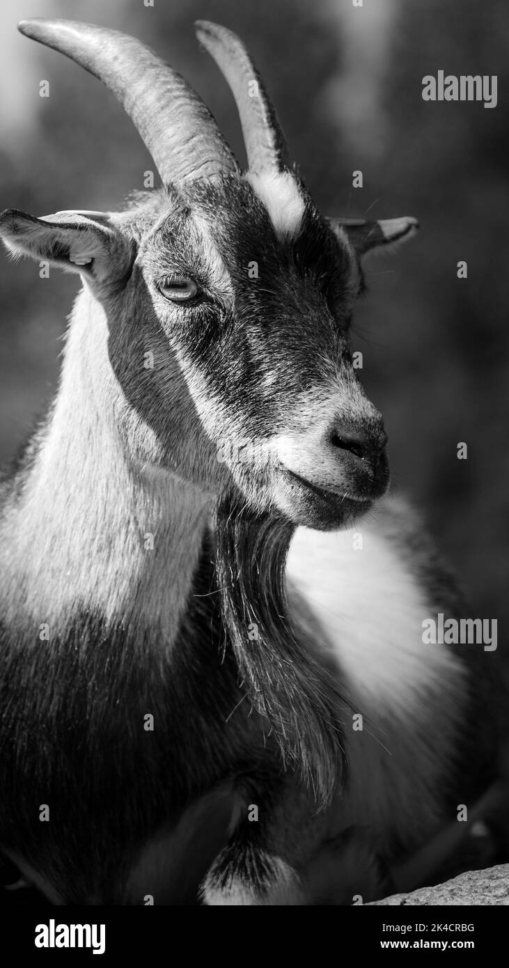 A vertical grayscale closeup of a male goat Stock Photo - Alamy