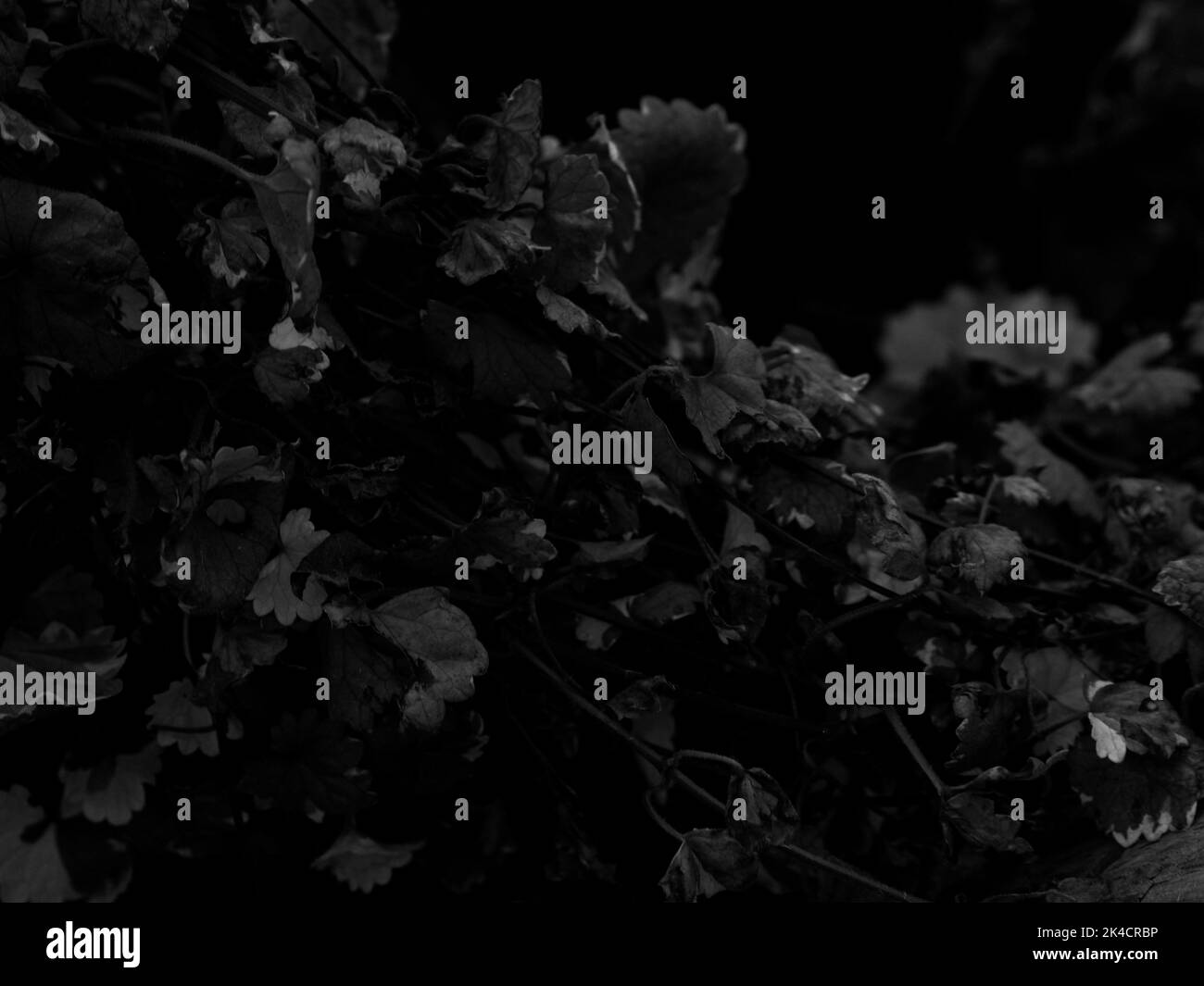 A dark grayscale of the leaves of a bush Stock Photo - Alamy
