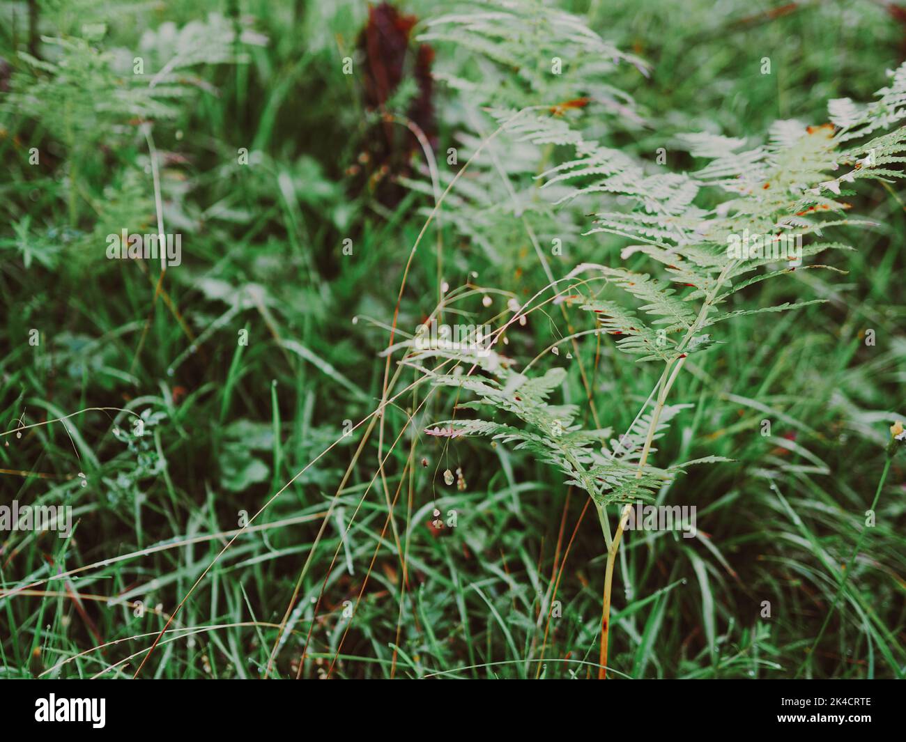 Packing grass hi-res stock photography and images - Alamy