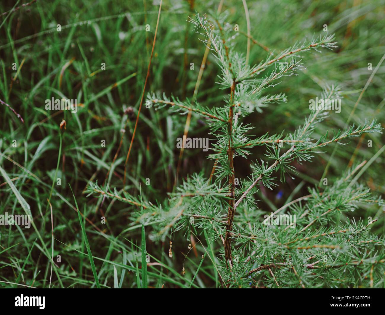 The green packing grass growing in the forest Stock Photo - Alamy