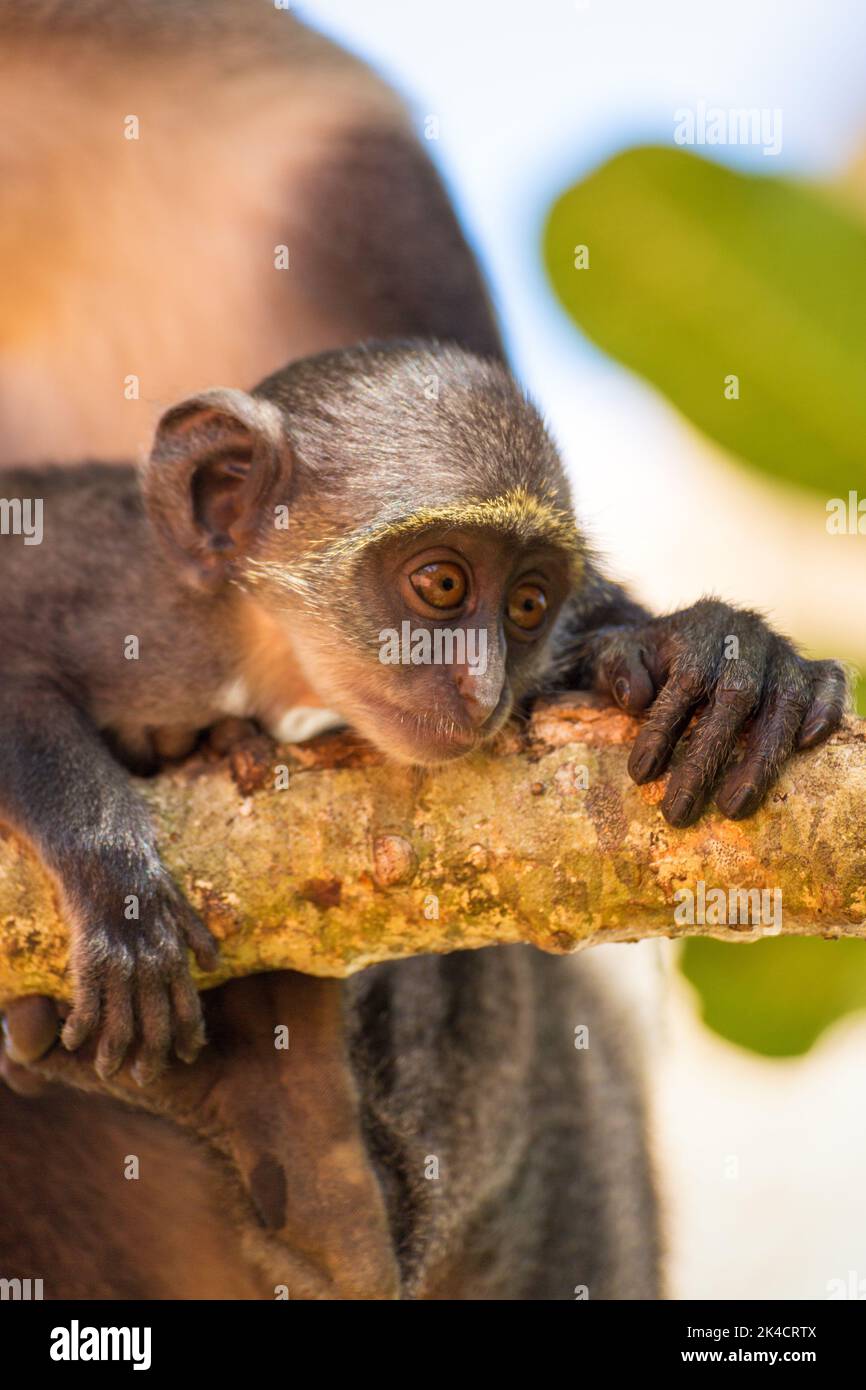 Primate holding onto tree hi-res stock photography and images - Alamy