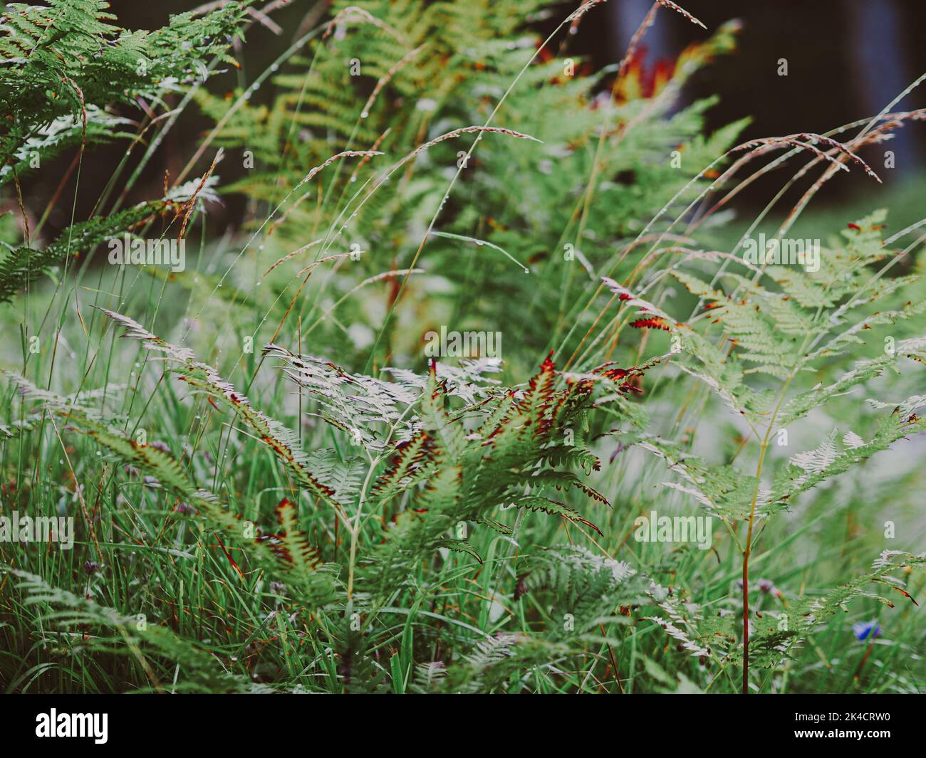 The green packing grass growing in the forest Stock Photo - Alamy
