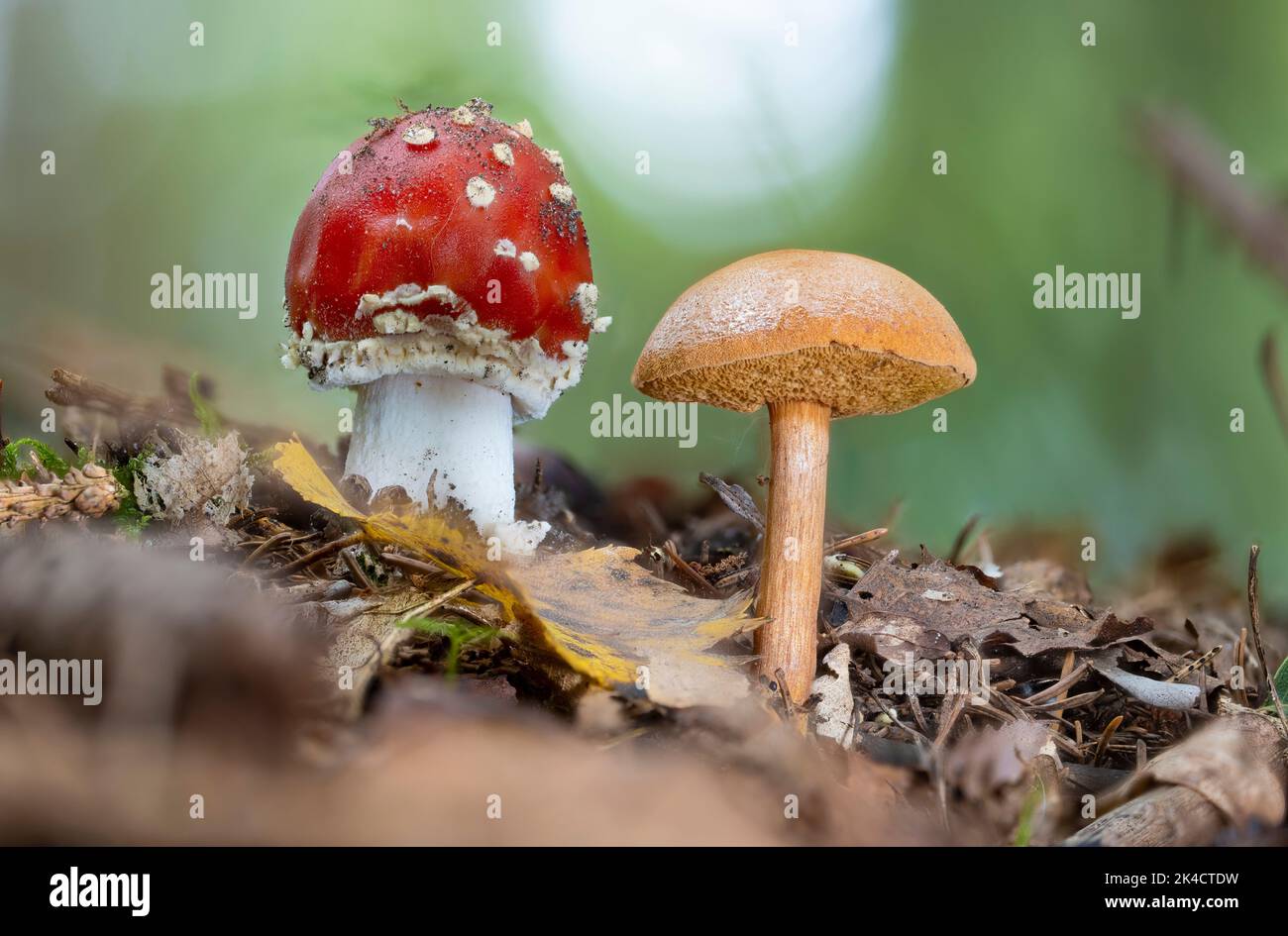 A amanita muscaria growing right next to a peppery bolete mushroom ...