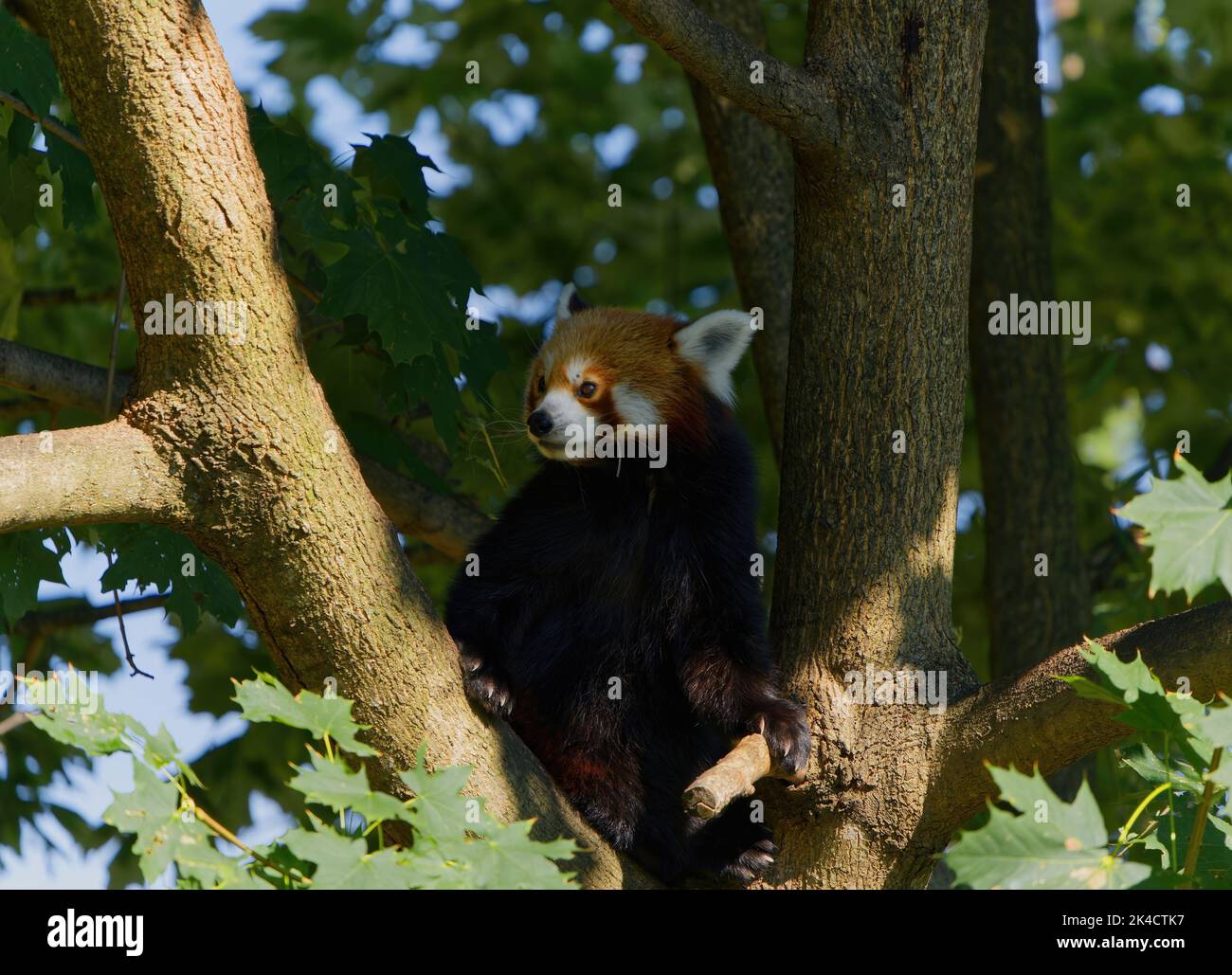 A vertical shot of a red panda sitting on a tree in the wilderness ...