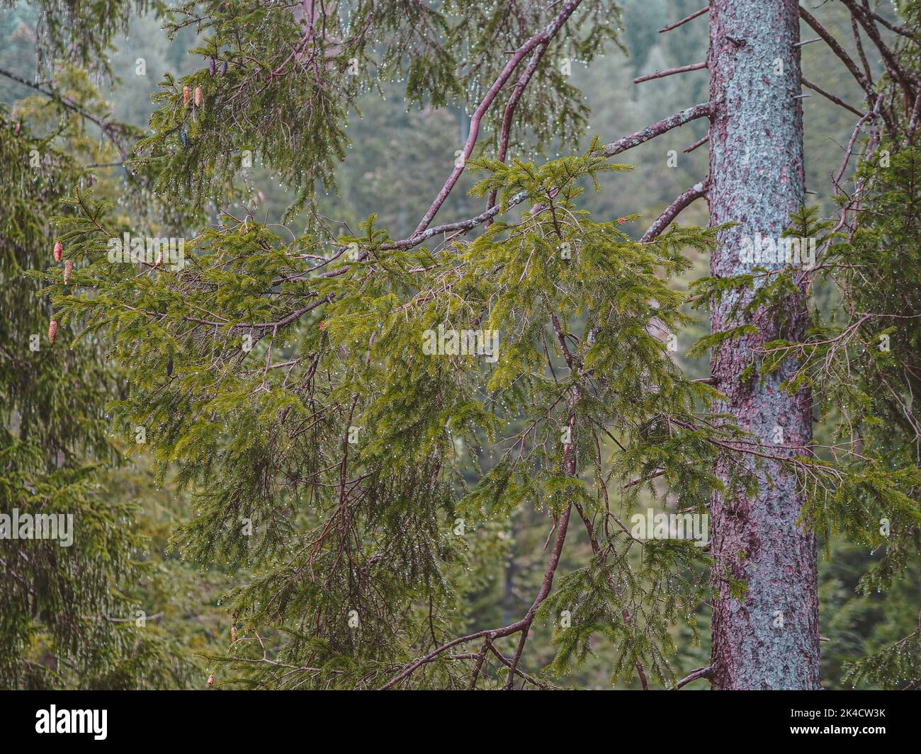 A green wet tree in the mysterious forest Stock Photo - Alamy