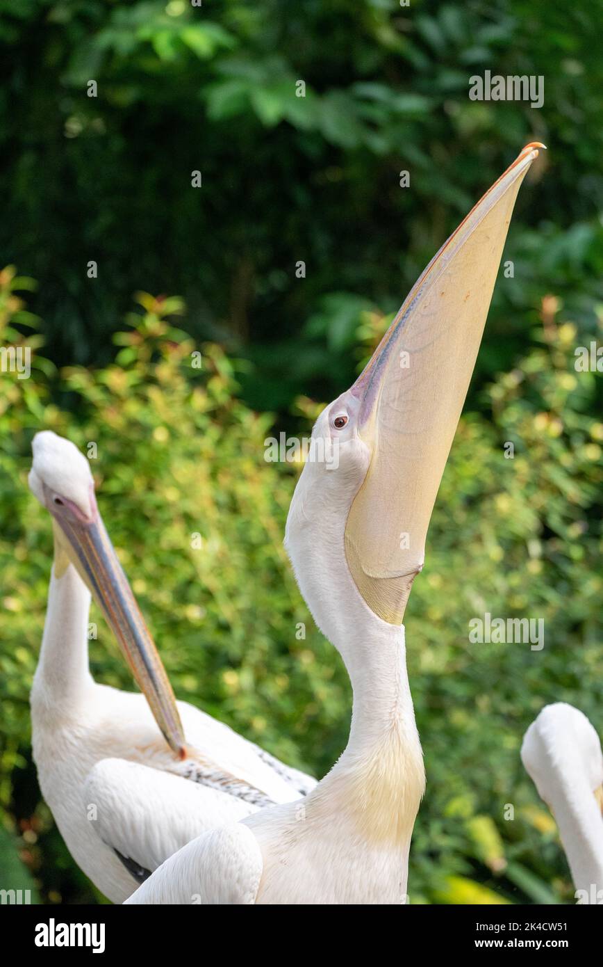 The pelicans in the Singapore zoo Stock Photo - Alamy