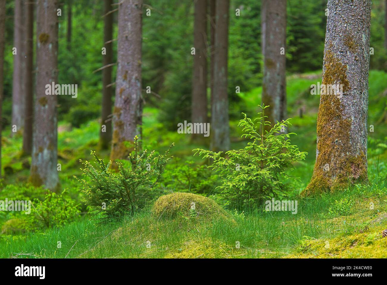 The green landscape with the Thuringian Forest view, Germany Stock ...