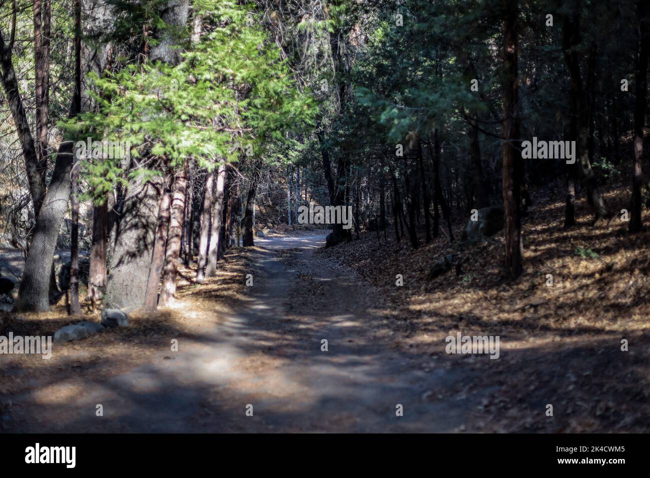 A forest trail in Bee Canyon, Hemet, California Stock Photo - Alamy