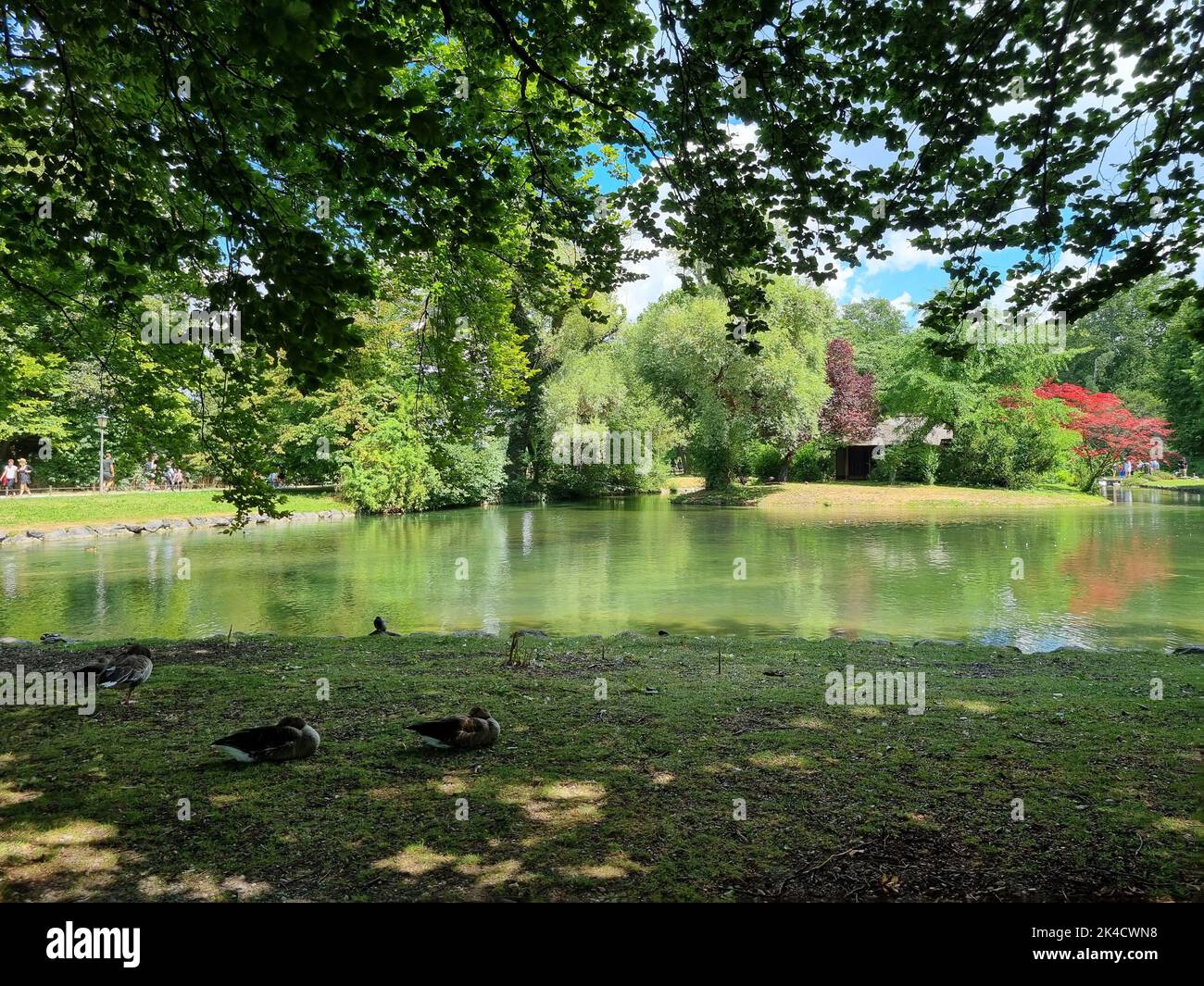 A tranquil view of a small pond in the park with birds on the shore ...