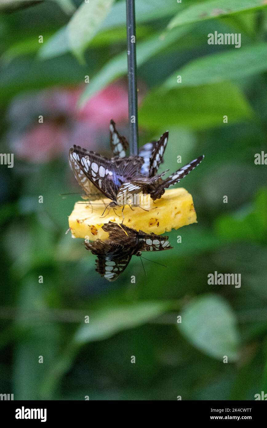 A closeup shot of Lepidoptera butterflies captured in the Singapore zoo ...