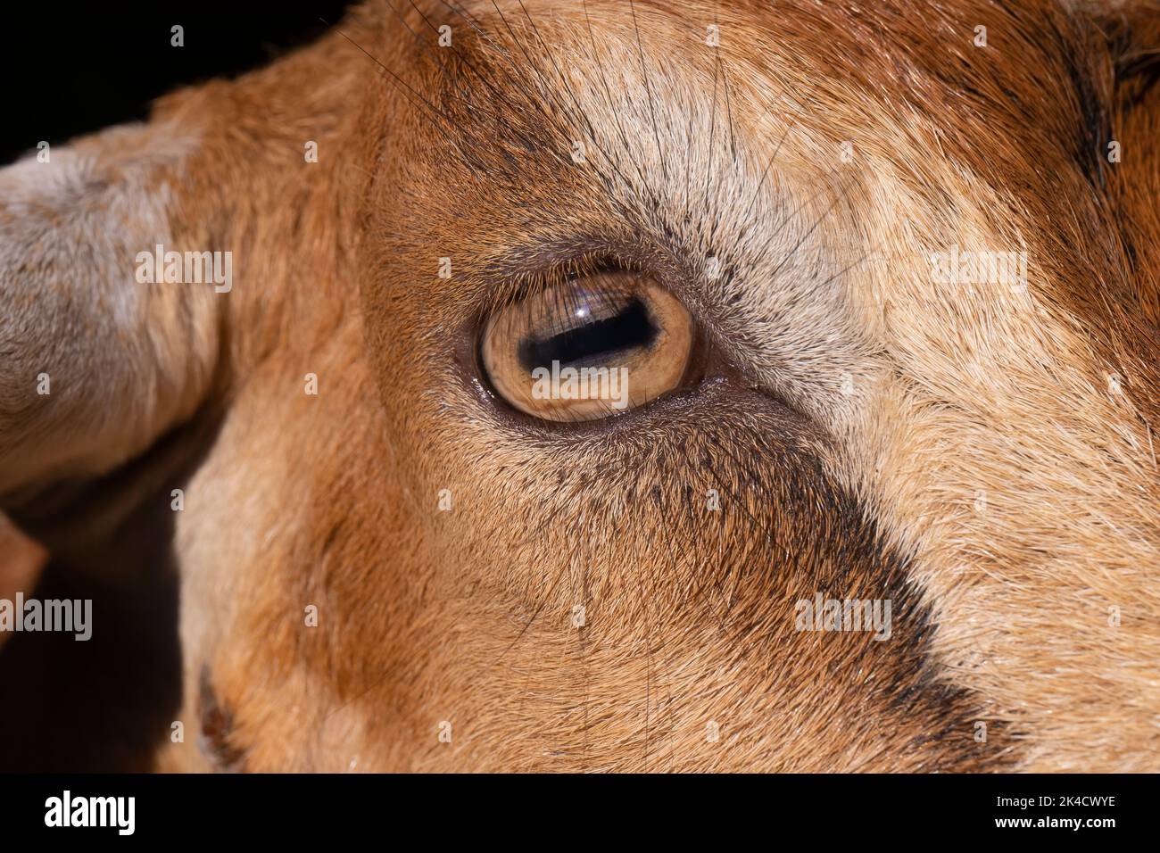 A closeup shot of a goat's eye Stock Photo - Alamy