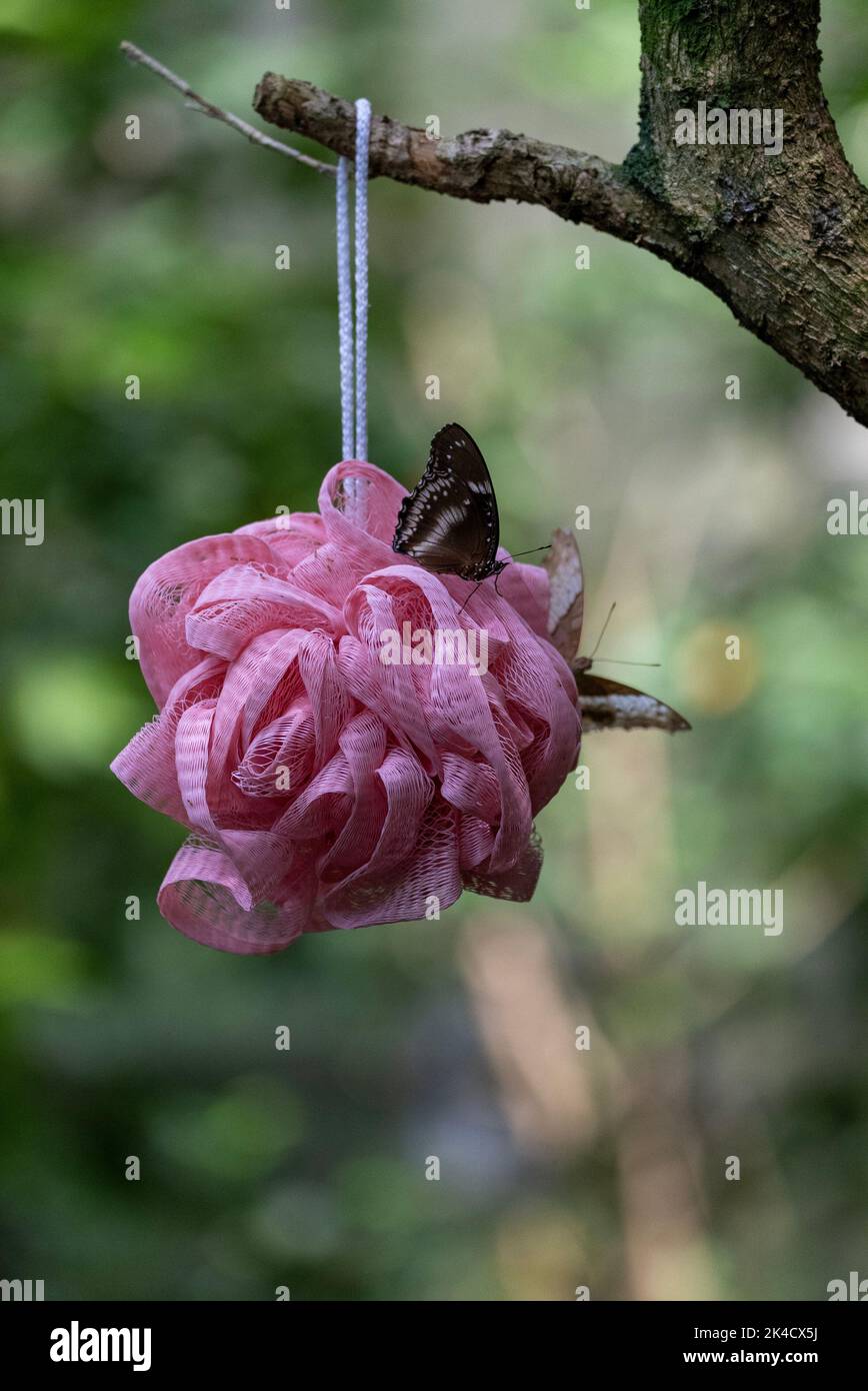 Tree sponge on branch hi-res stock photography and images - Alamy