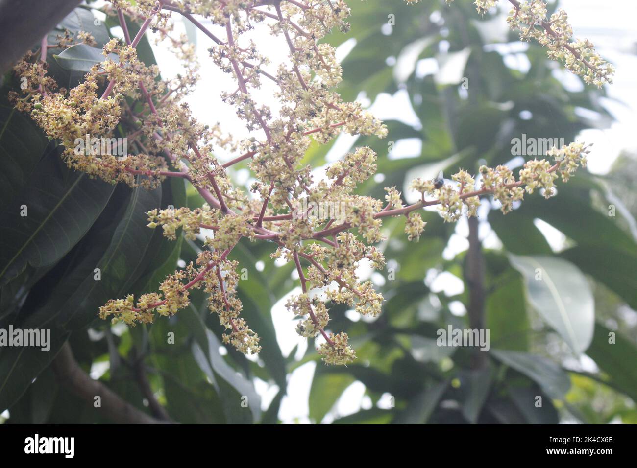 A closeup of mango flowers (Mangifera indica) growing on a tree Stock ...