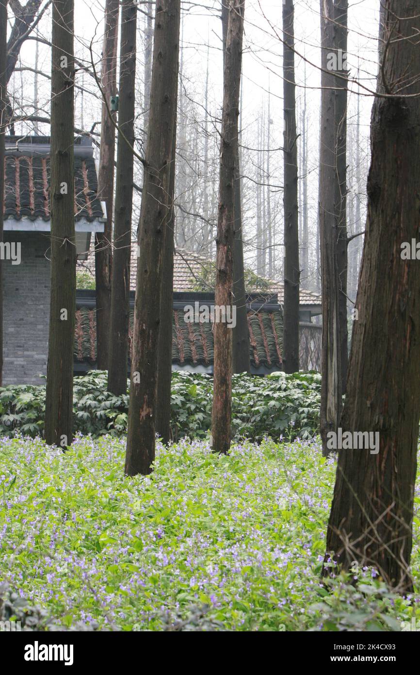 A vertical shot of tall trees in a park in Hangzhou, China Stock Photo - Alamy