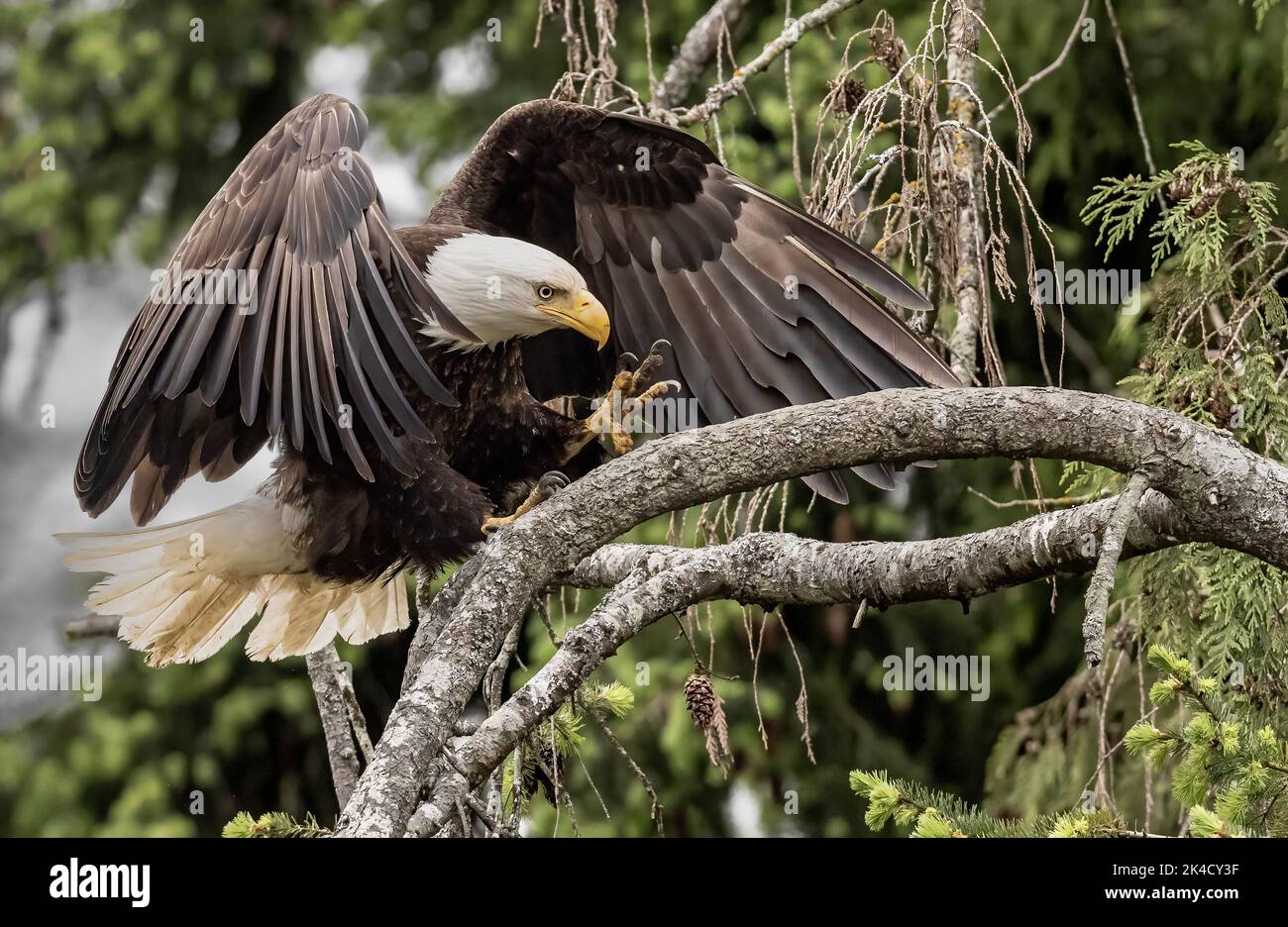 White headed eagle hi-res stock photography and images - Alamy