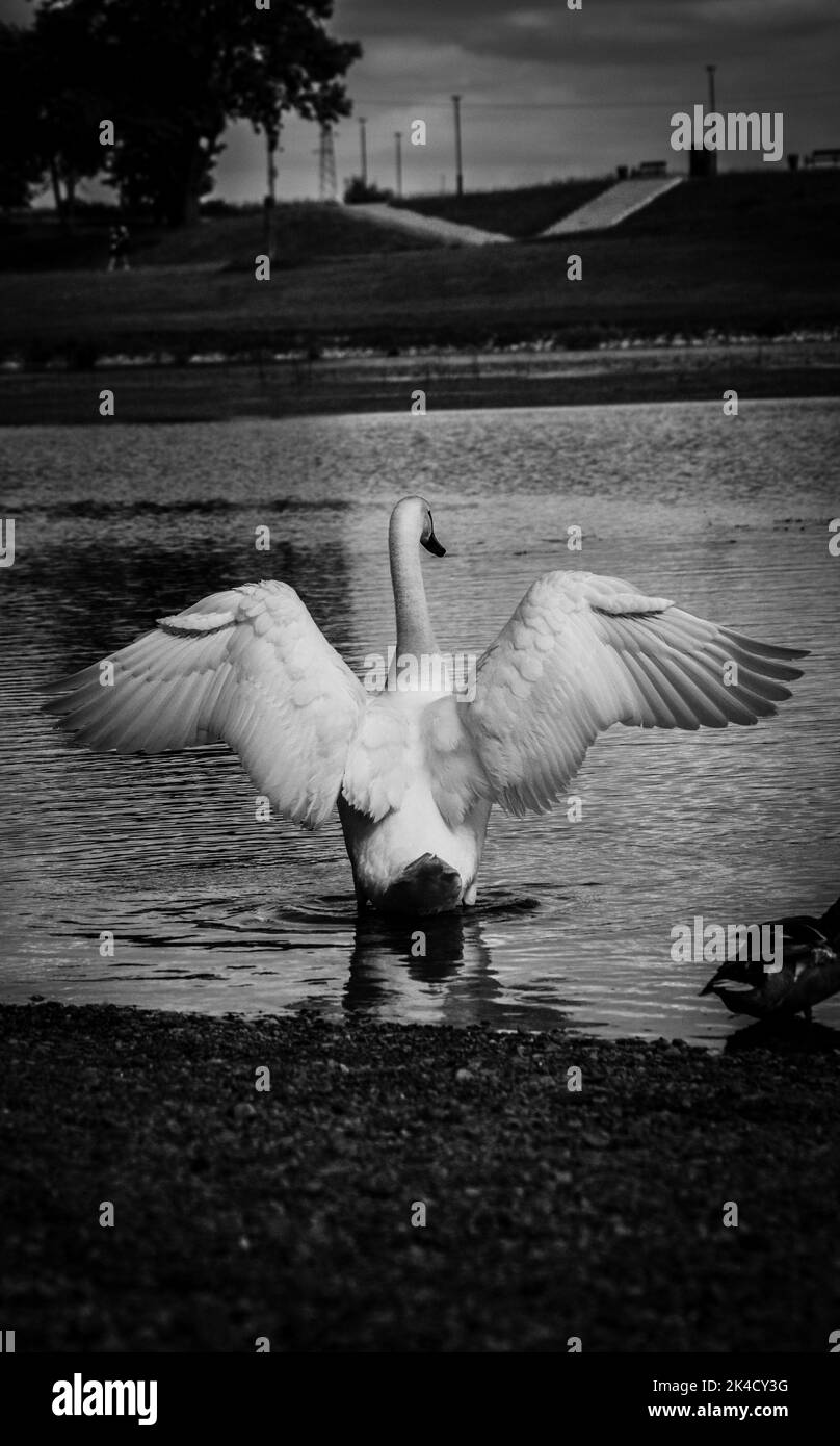 A vertical shot of a swan on a lakeshore in grayscale Stock Photo - Alamy