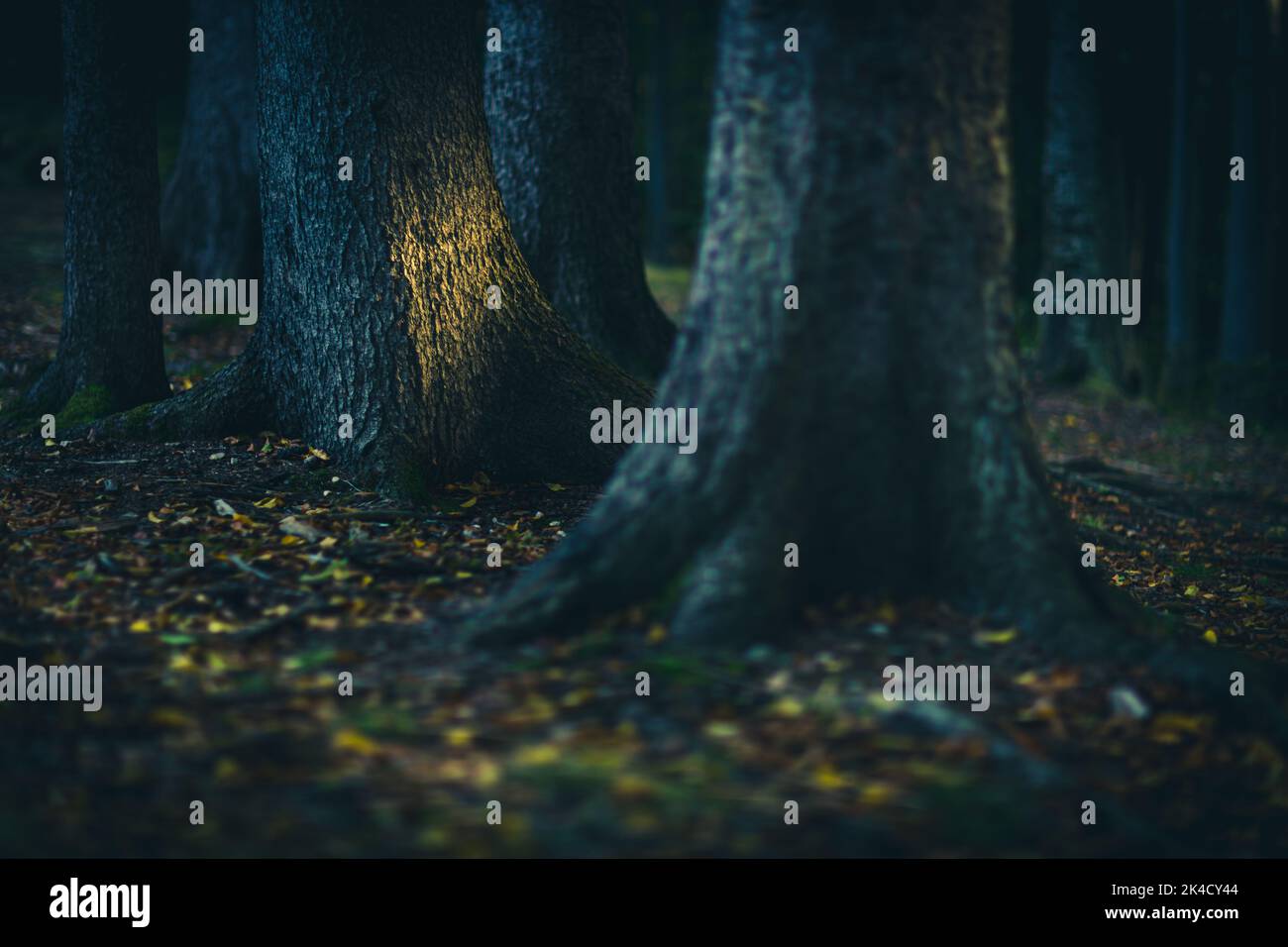 A close-up view of the trunks of trees in a magical forest Stock Photo ...