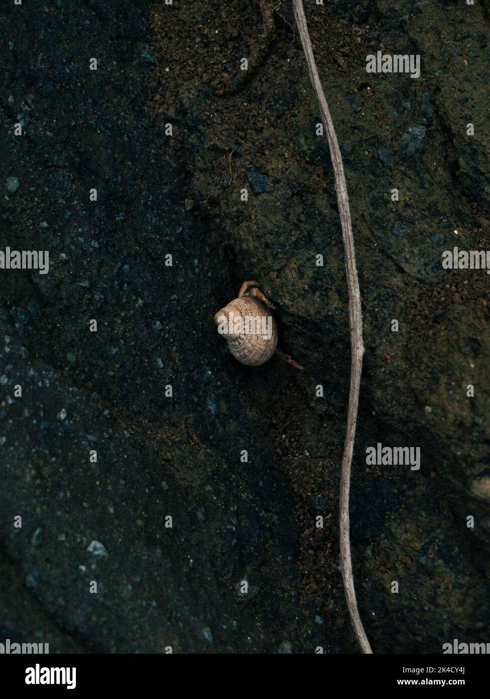 A vertical shot of a common periwinkle or winkle (Littorina littorea ...