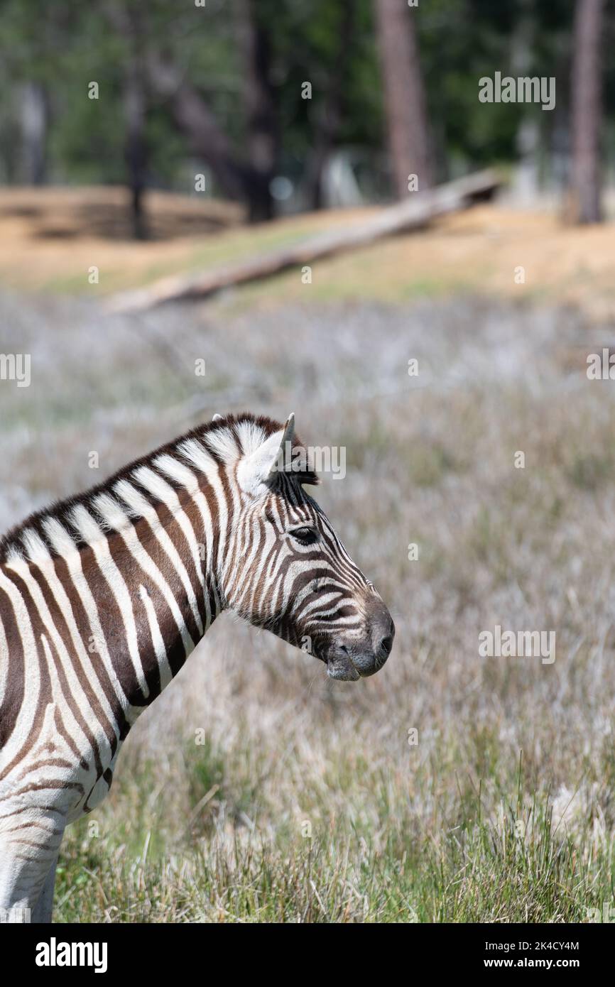 A vertical closeup of a zebra in the wild Stock Photo - Alamy