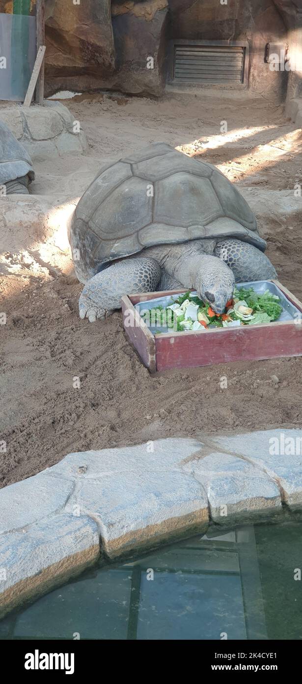 A vertical shot of a Floreana giant tortoise (Chelonoidis niger niger ...