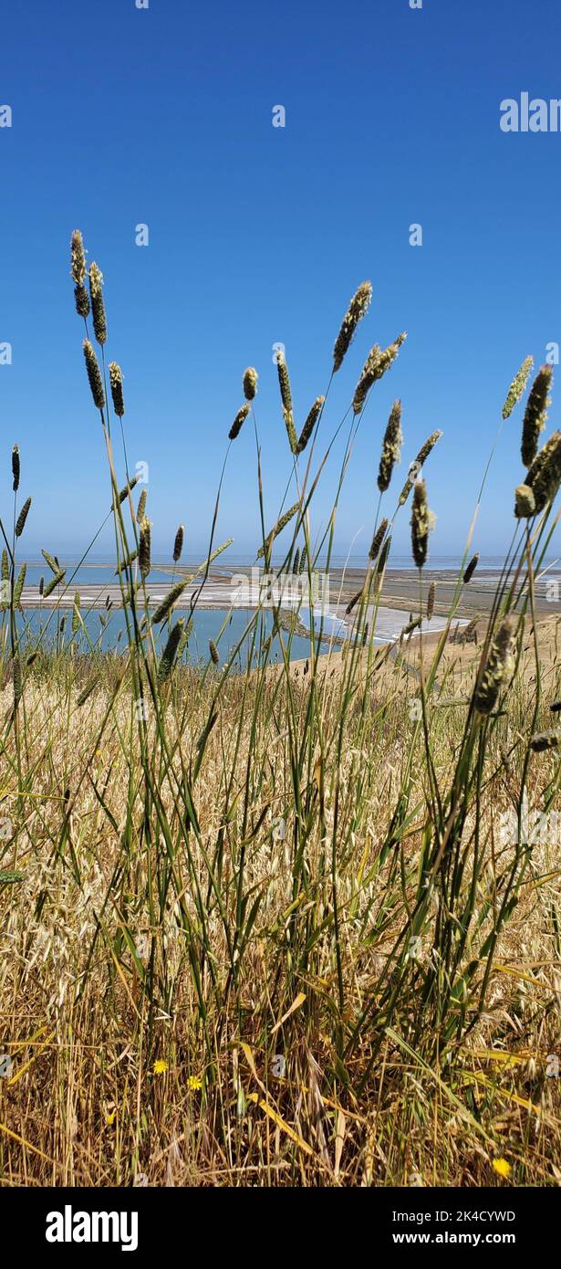 The grassy coast of the sea s Stock Photo - Alamy