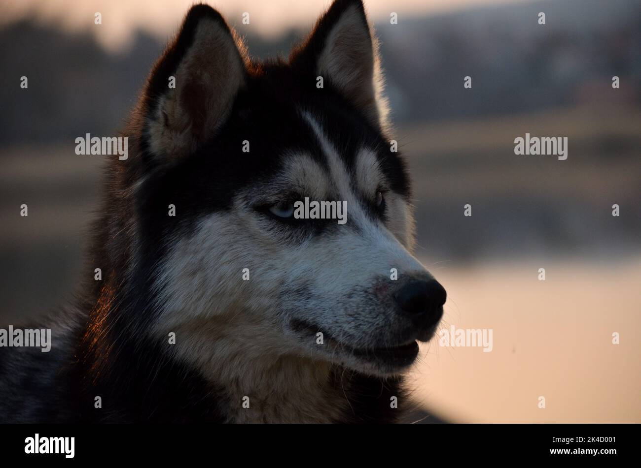 Black And White Husky Wolf Mix
